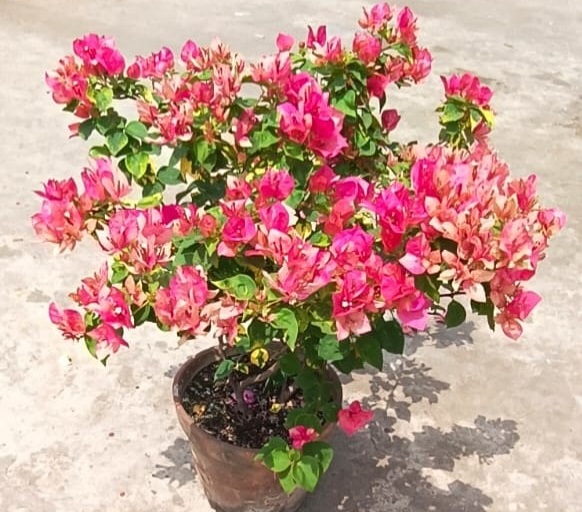 Buy Red September Bougainvillea Online - bougainvilleadream.com